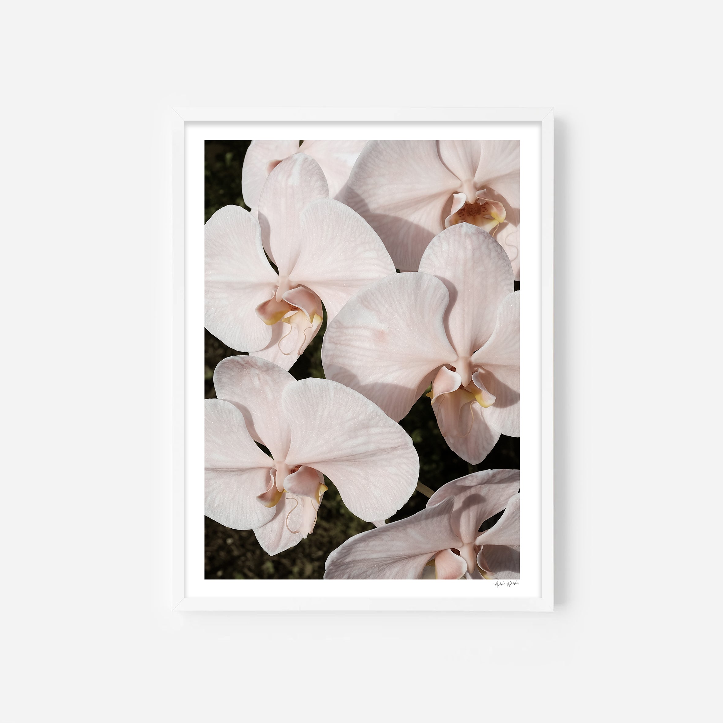 Orchid Study 3 - Blush – Adele Naidoo
