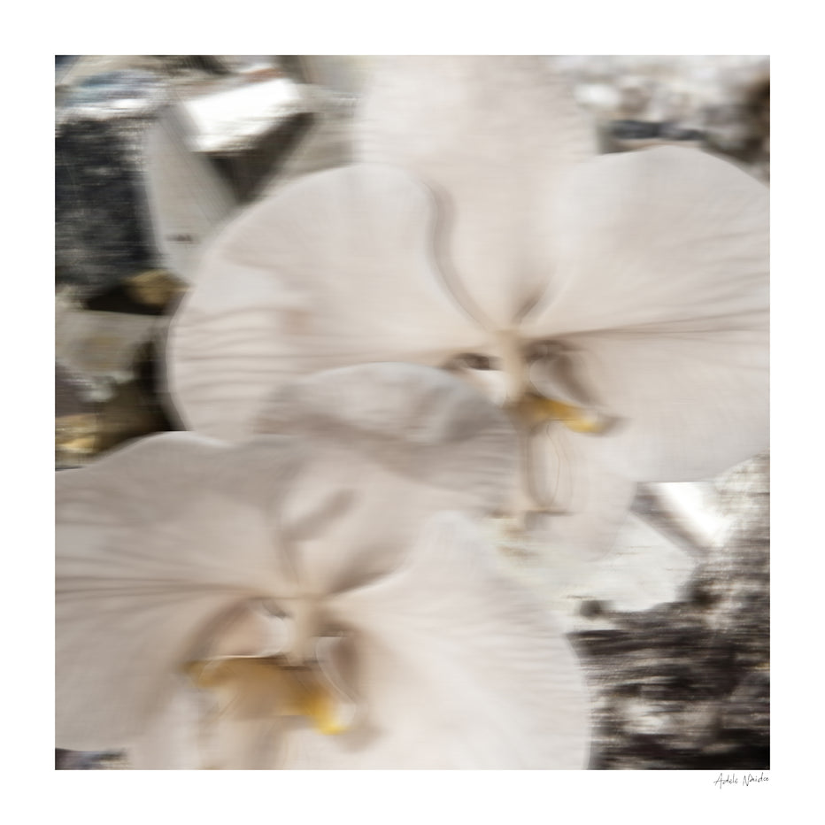 Celestial Bloom – Adele Naidoo