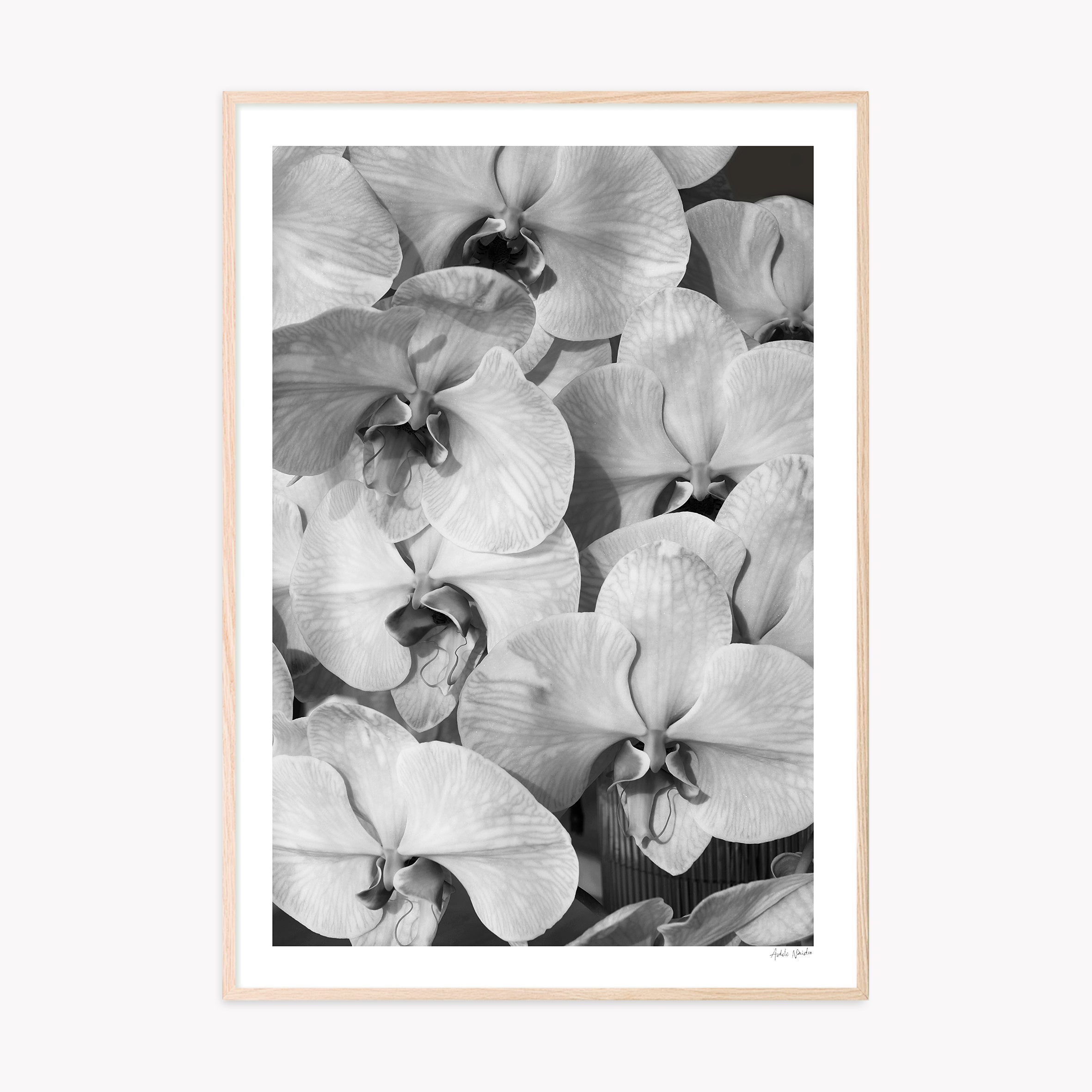 Orchid Study 2 - B&W – Adele Naidoo
